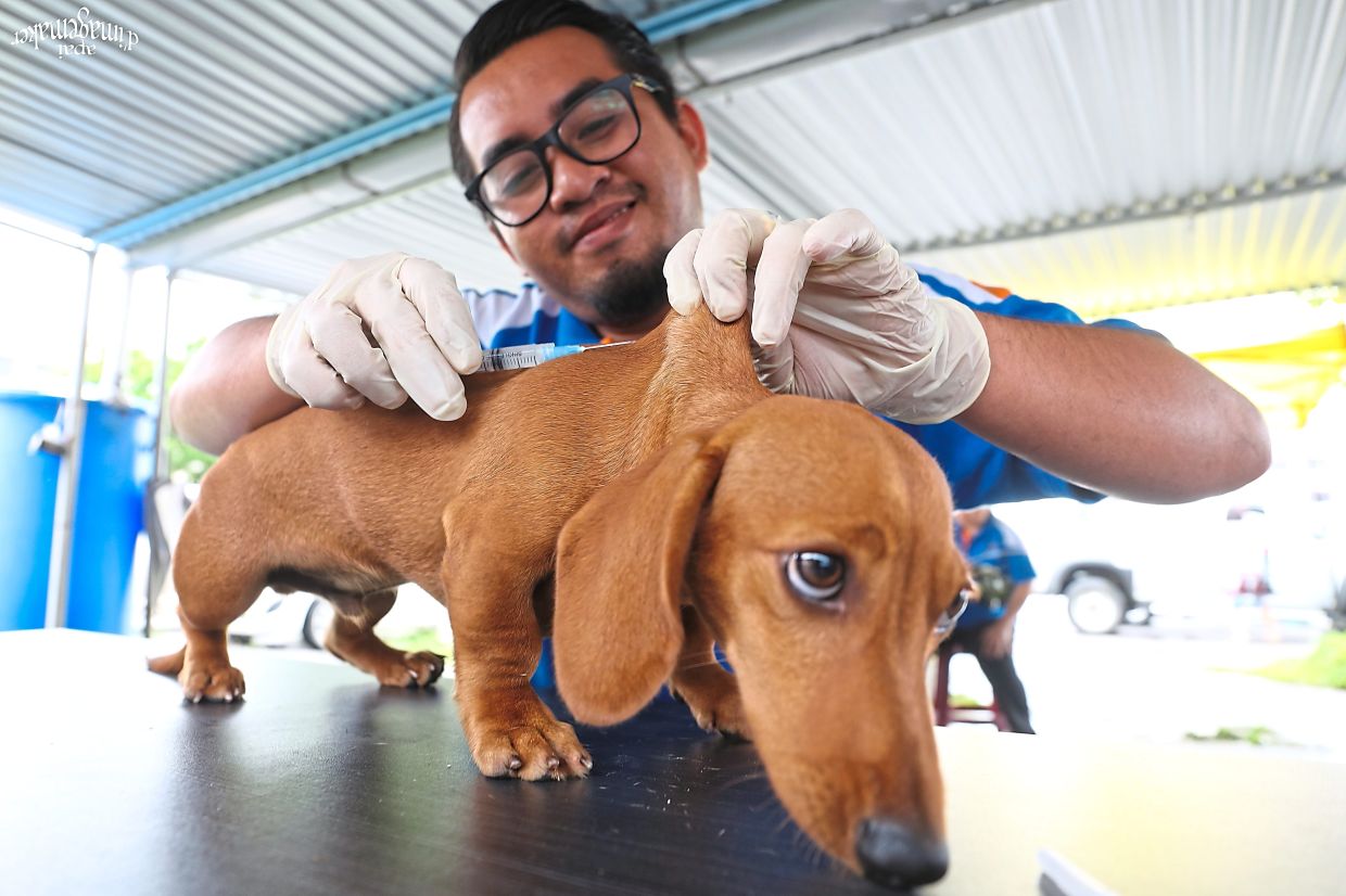 When our furry friends turn rabid due to rabies | The Star