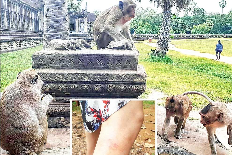 Concerns raised over relocation of 'aggressive' Angkor Wat monkeys ...