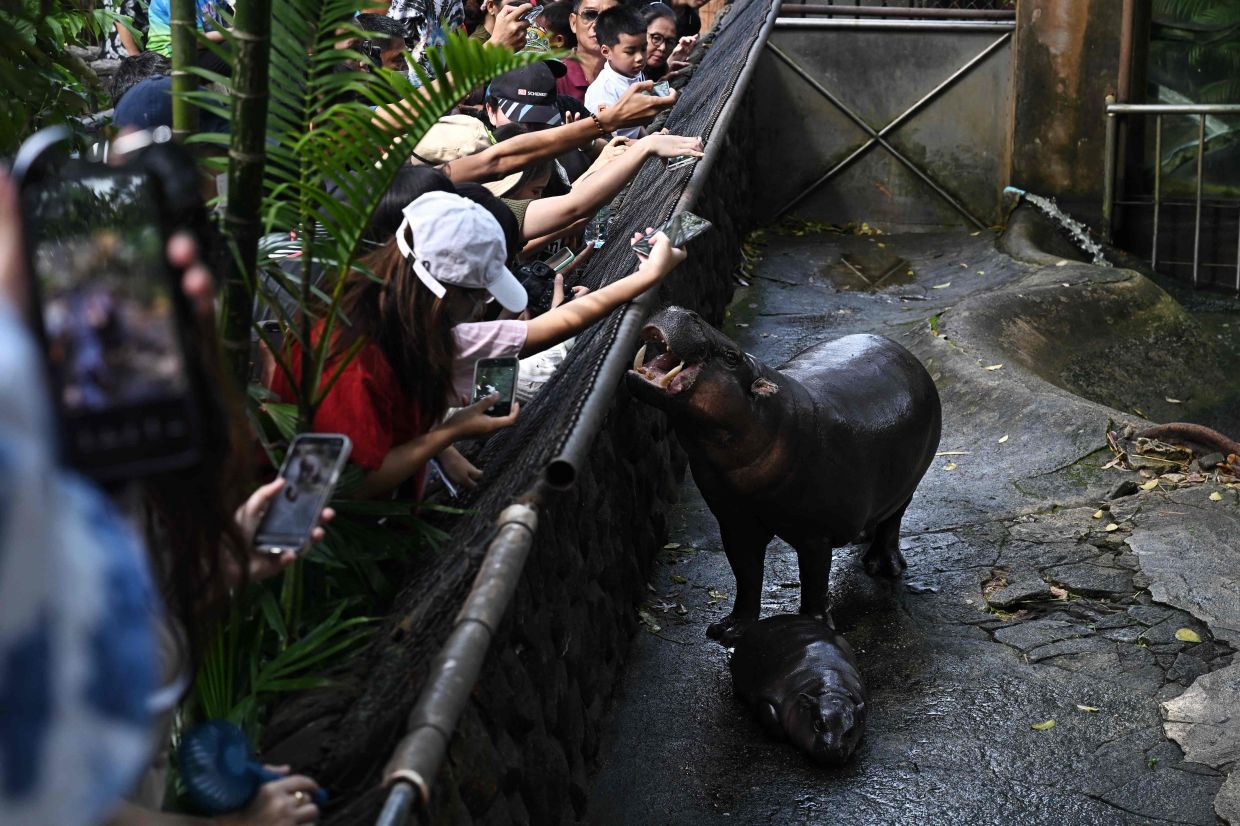 Endangered pygmy hippo goes viral from Thai zoo | The Star