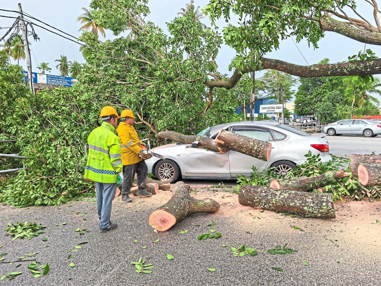 Couple escapes death from fallen tree by mere centimetres | The Star