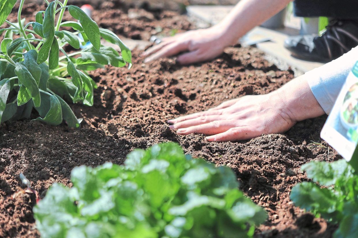 Plants and soil in gardens play an important role for the environment ...