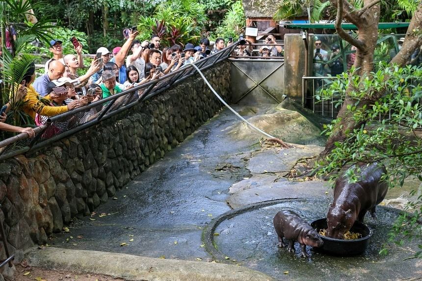 Thai zoo imposes five-minute limit for visitors to see baby hippo star ...