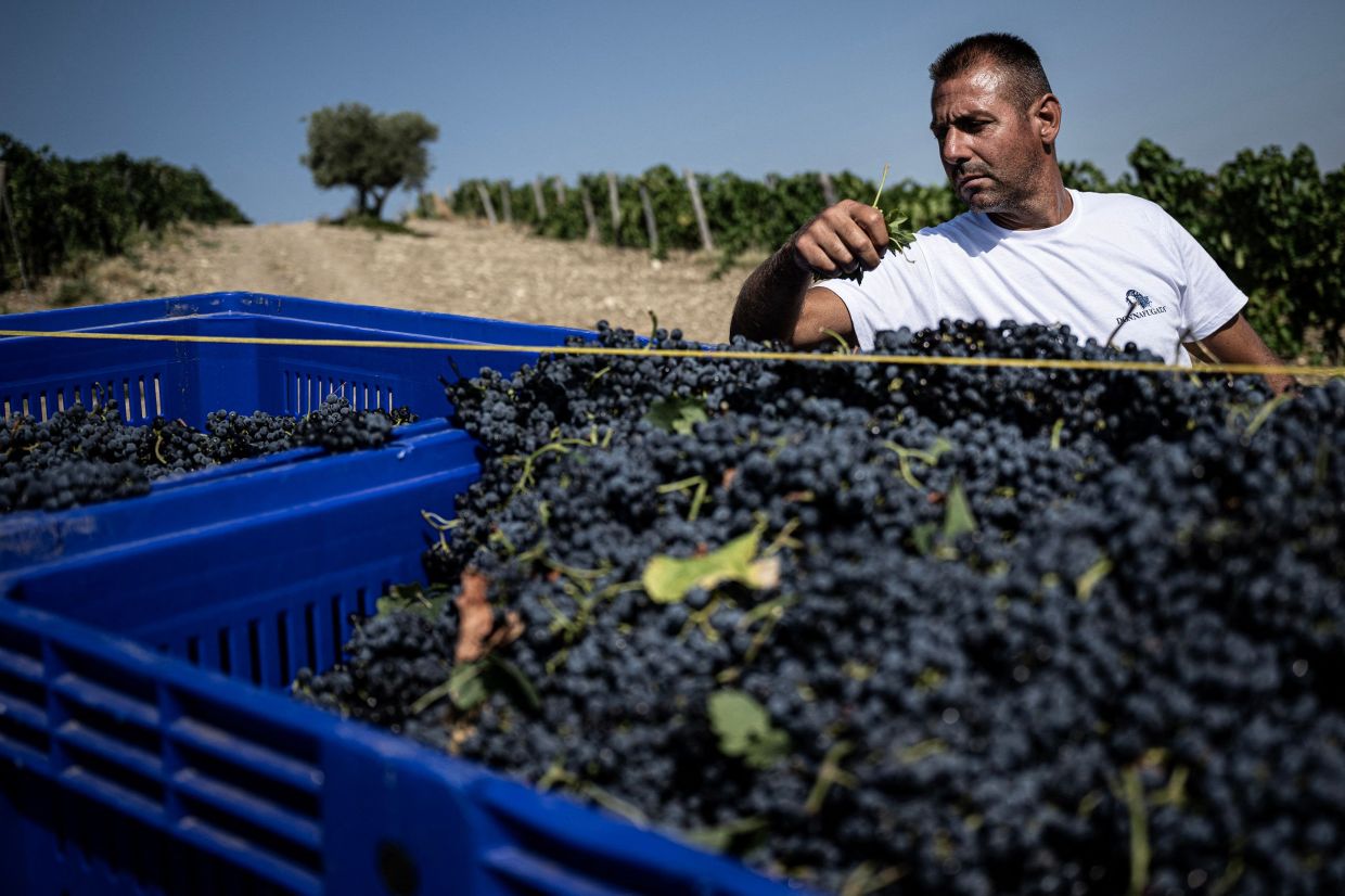 Italy seen overtaking France as world's largest wine producer | The Star
