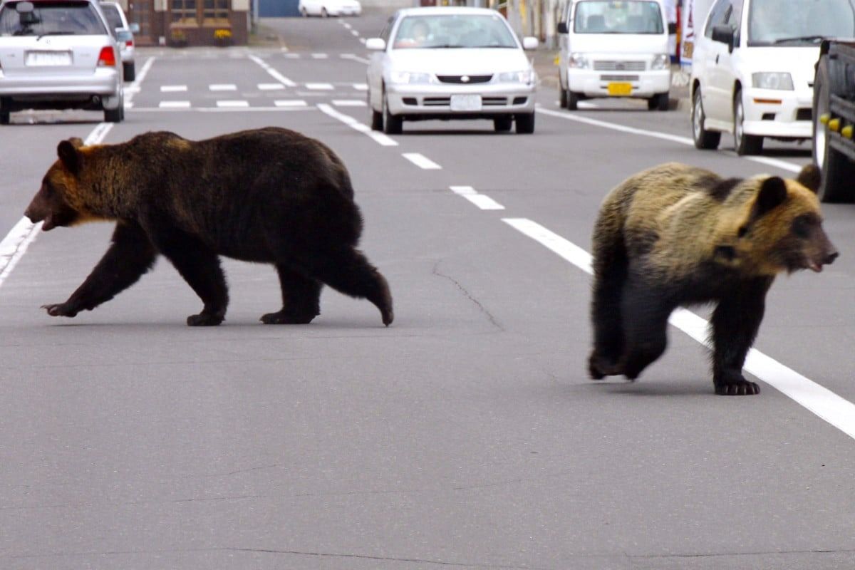 Japan faces bear spray shortage as attacks rise, residents turn to ...