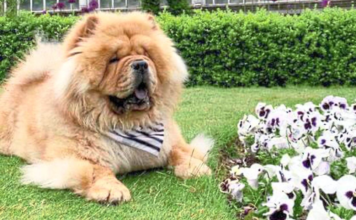 Dog Talk: It’s all in the 'woof'! | The Star