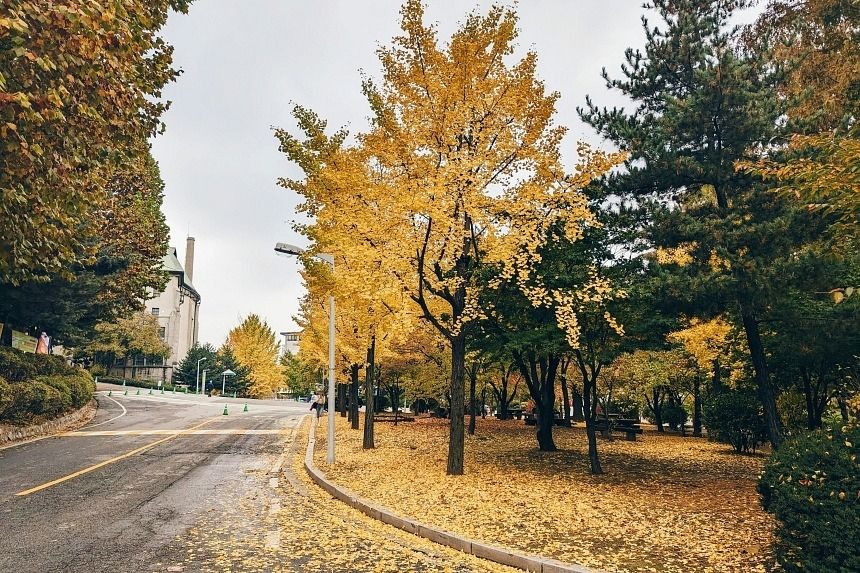 Seoul begins pre-emptive strike on ginkgo trees before nuts become ...
