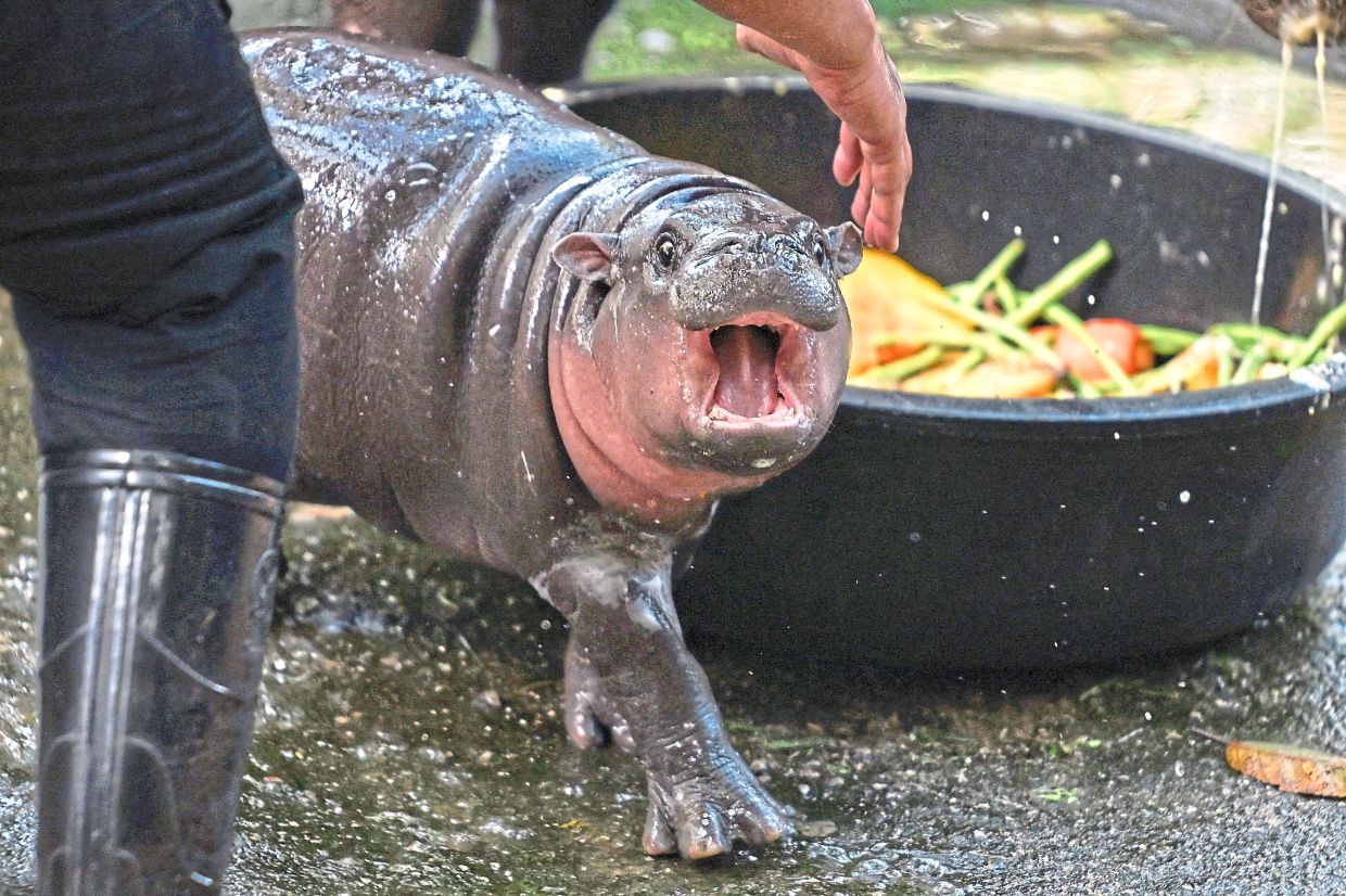 Baby Moo Deng grows to be zoo’s cash cow | The Star