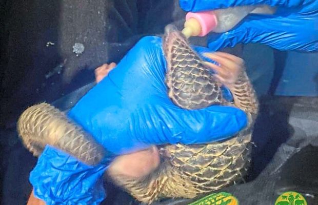 Injured little pangolin still alive thanks to villagers | The Star
