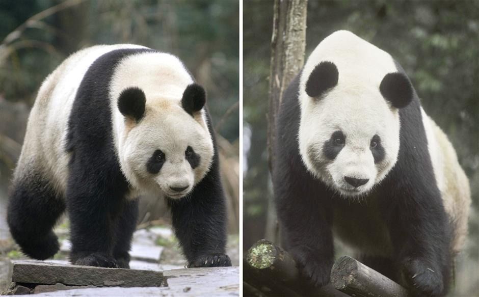 Beloved panda pair - the famous Ri Ri and Shin Shin - returns to China ...