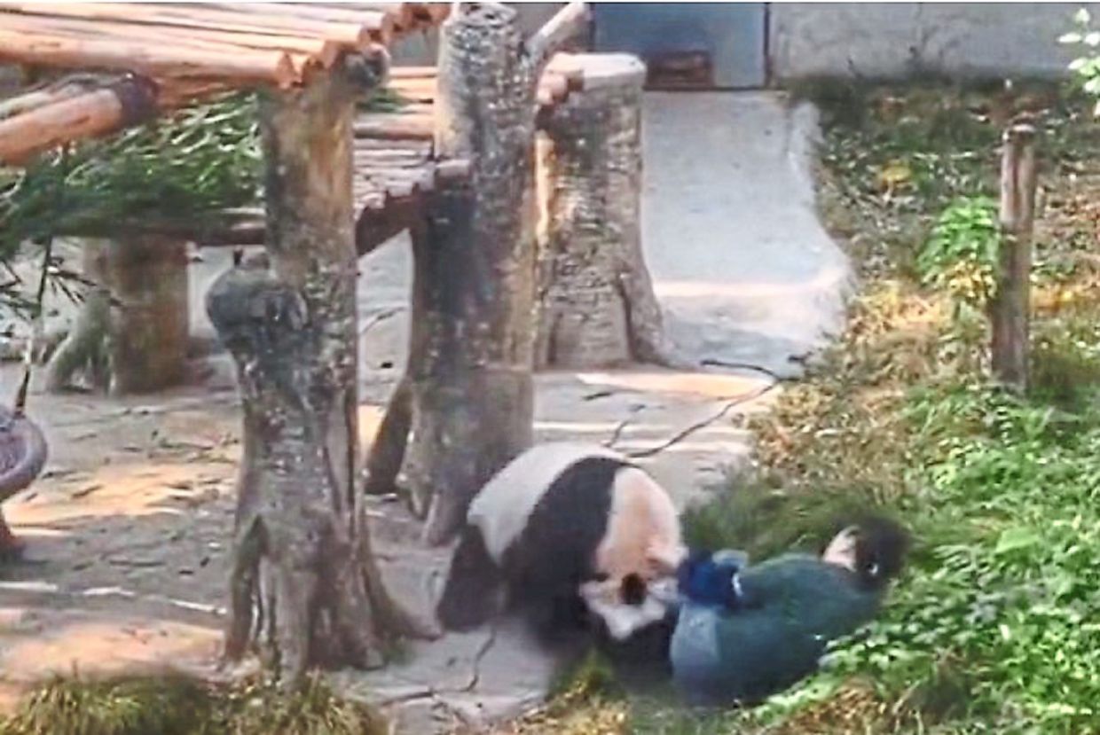 Giant panda attacks keeper in Chongqing Zoo | The Star