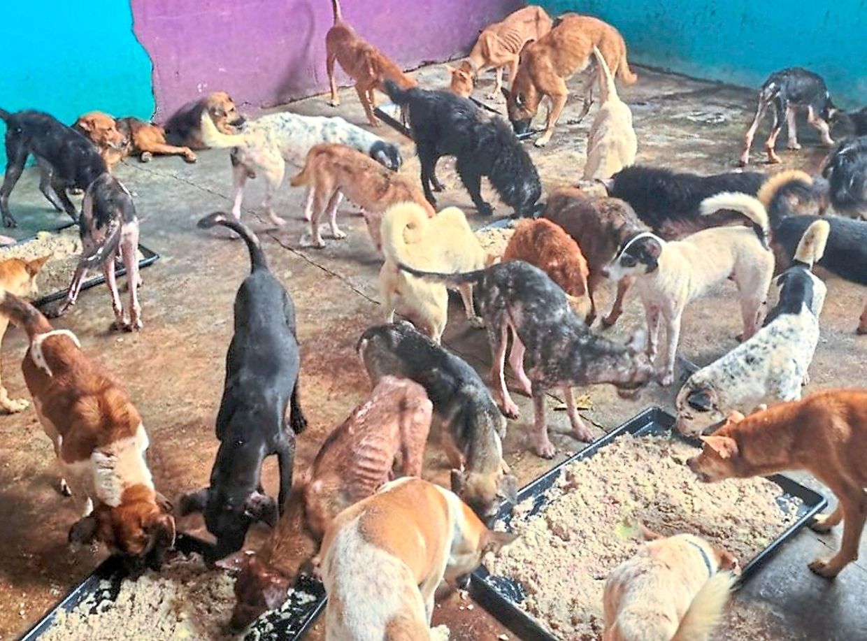 MBJB to neuter 1,000 stray dogs | The Star