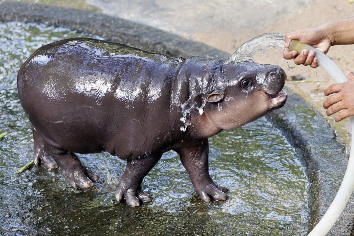 Thailand zoo defends viral baby hippo Moo Deng against Peta’s captivity ...