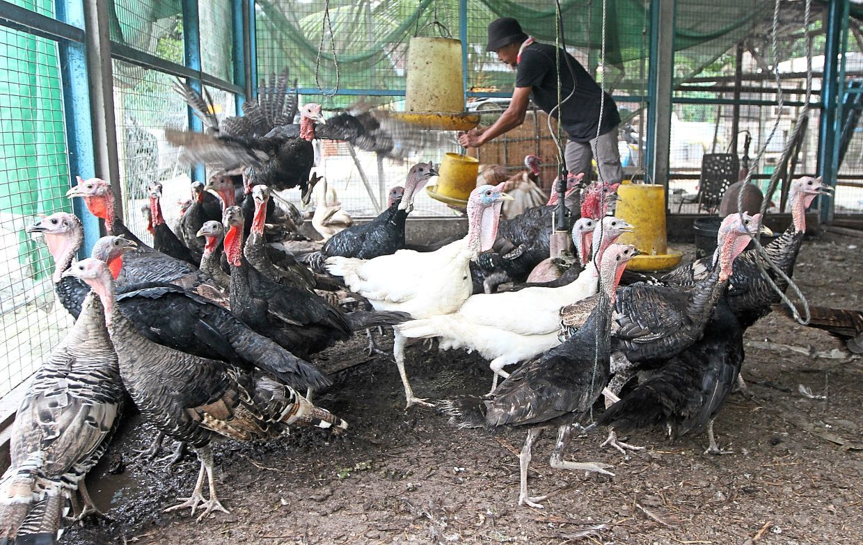 Turkey shortage ruffles feathers | The Star