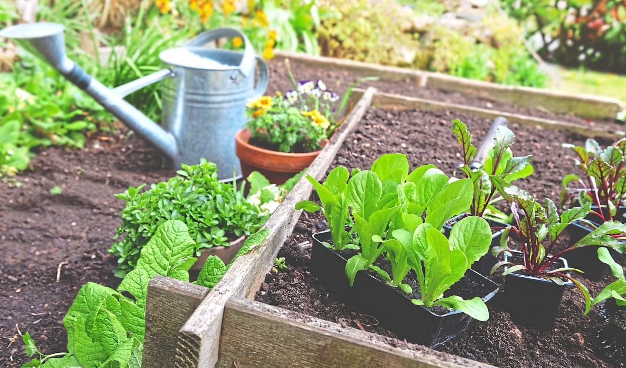 5 tips on how to build your own home food garden | The Star
