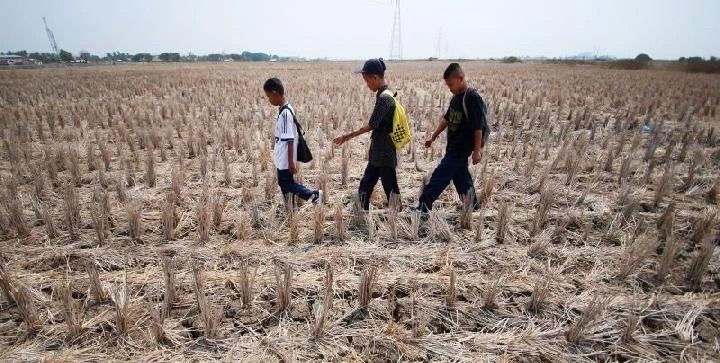 Indonesia launches agriculture revitalisation programme together with ...