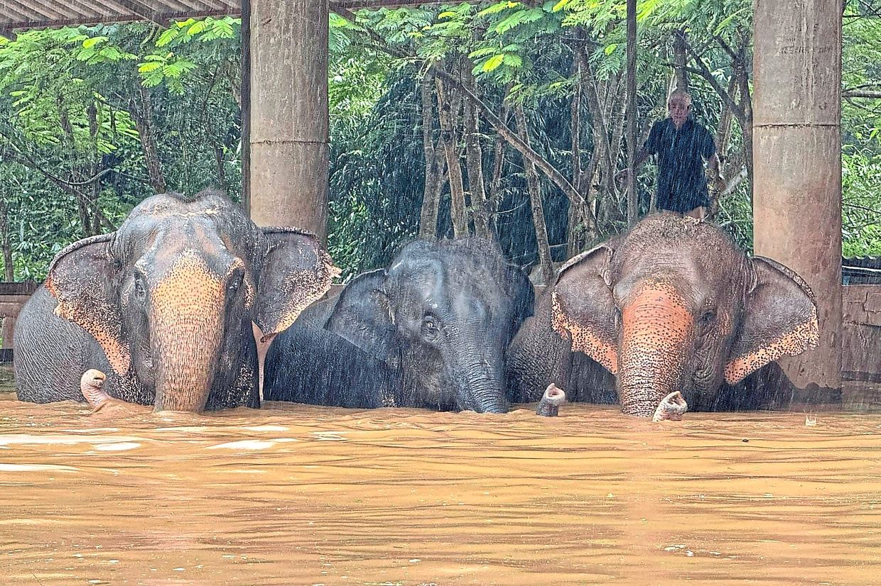 Northern downpour turns elephant park into pond | The Star