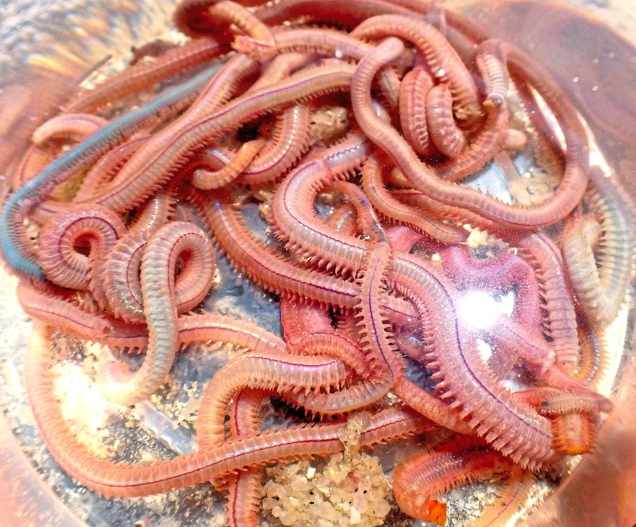 Sandworm Fishing