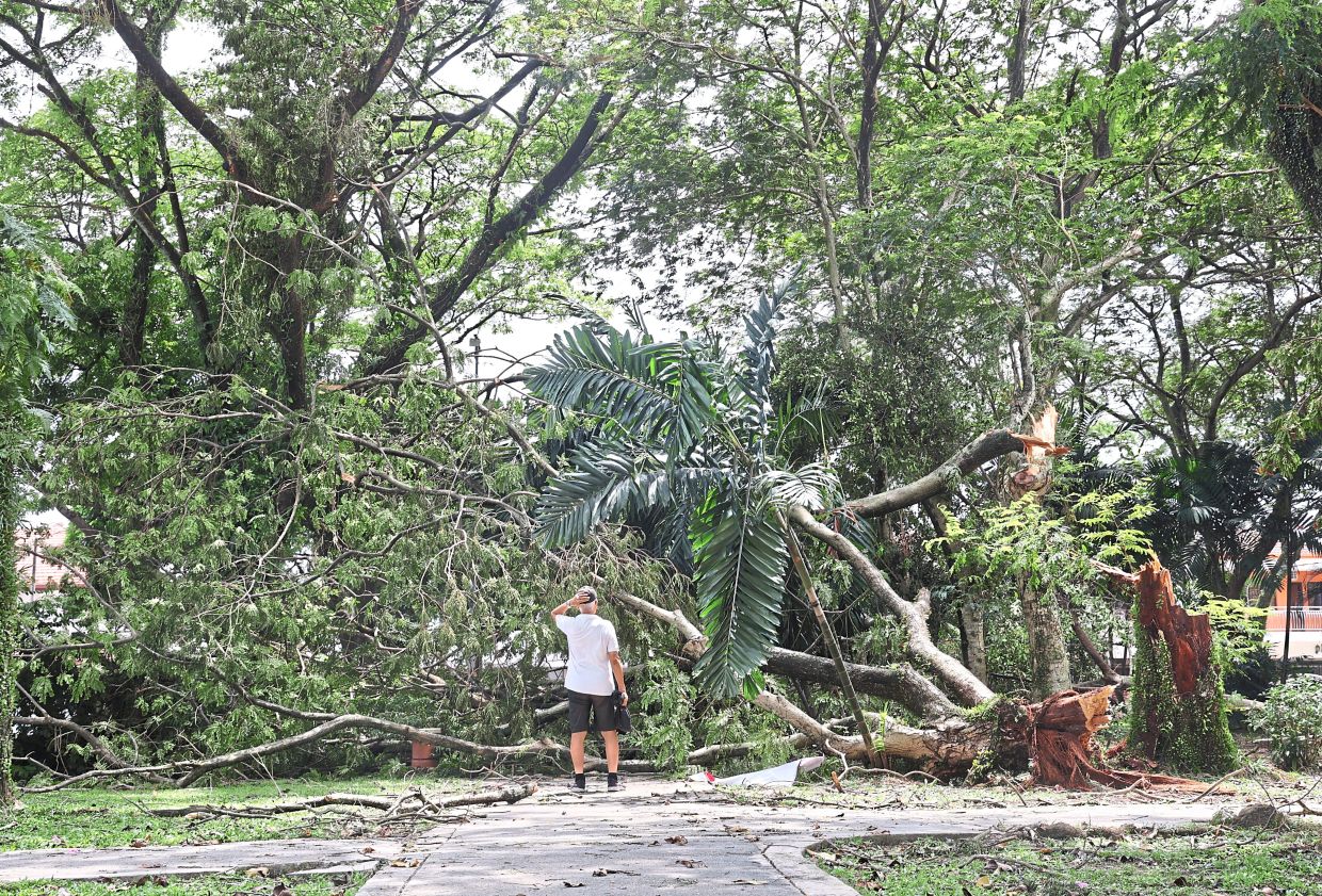 Proper tree care goes a long way | The Star