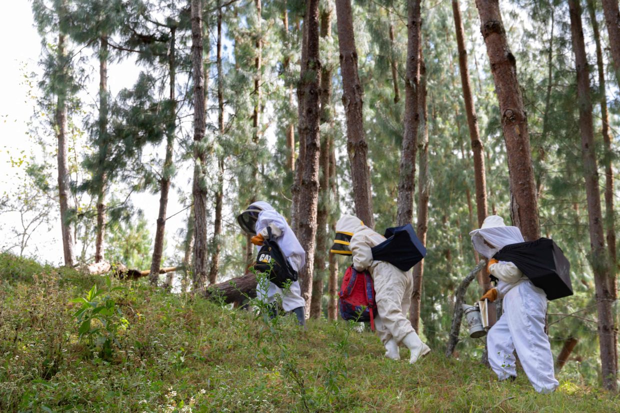 In Peru, these women beekeepers save bees and gain empowerment and ...