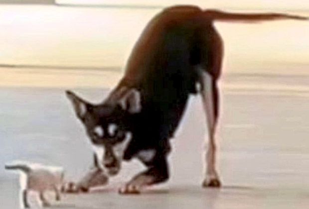 Justice for Kopi, and all the strays | The Star