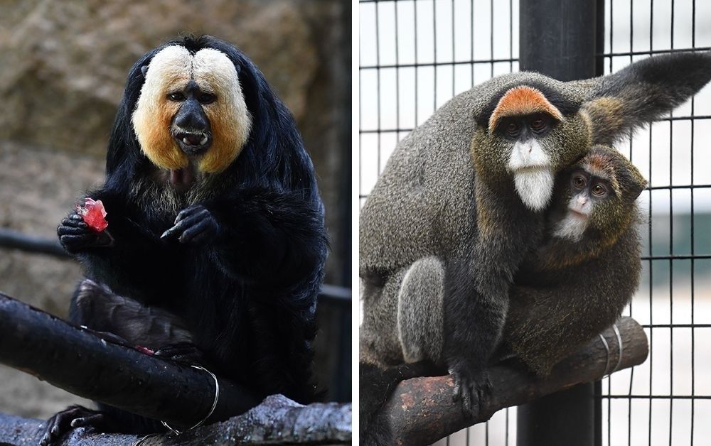 New mystery death of monkey takes Hong Kong zoo toll to nine | The Star