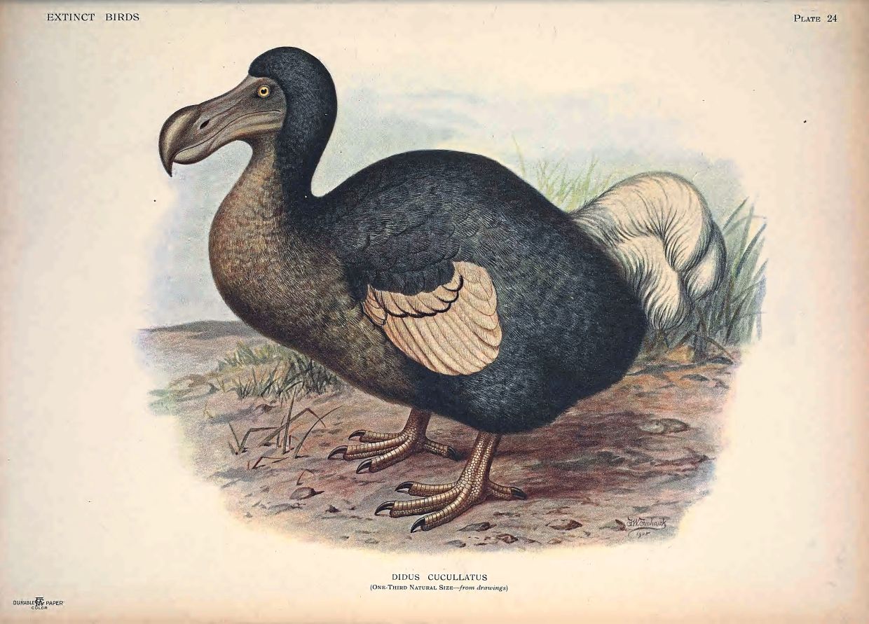 Who’s the dodo now? | The Star