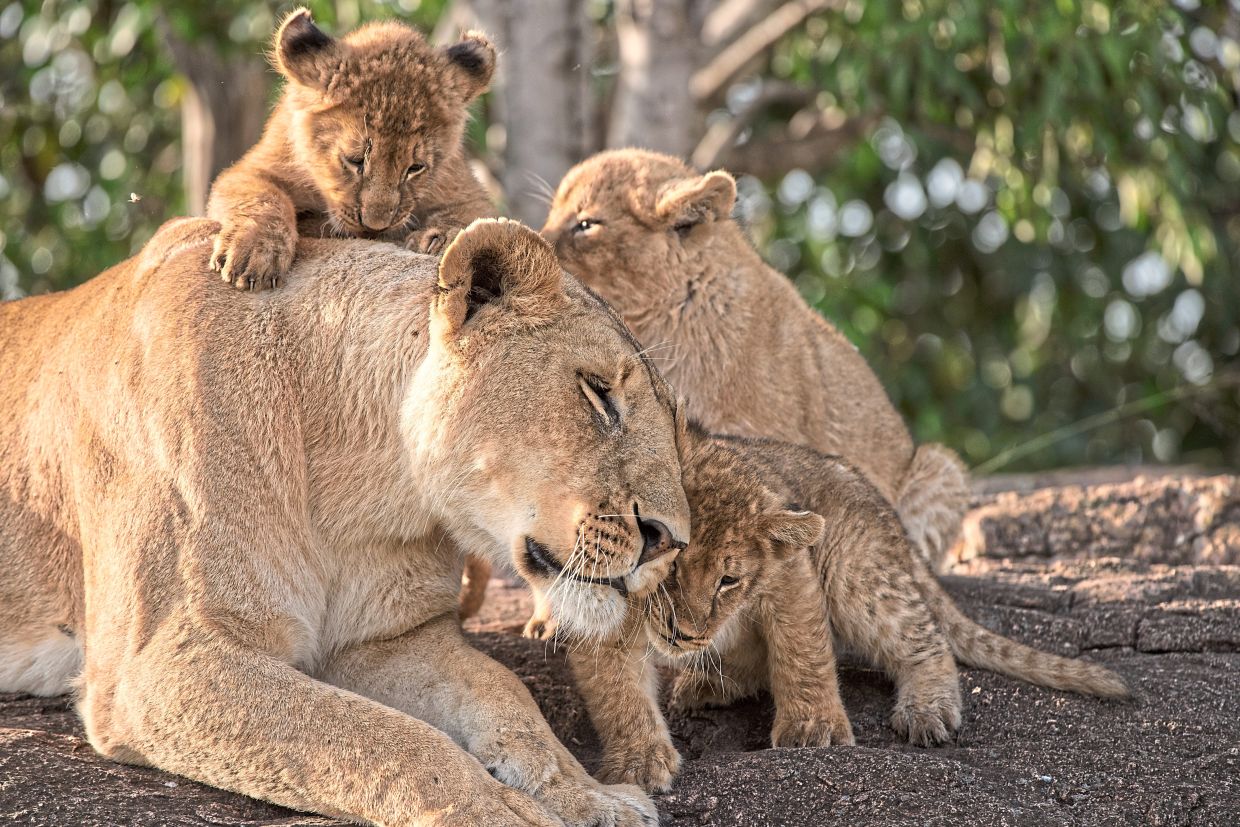 Echoes of the wild: Capturing the heartbeat of the Mara | The Star