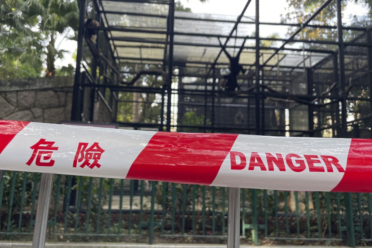 Nine monkeys which died in Hong Kong zoo had been infected with ...