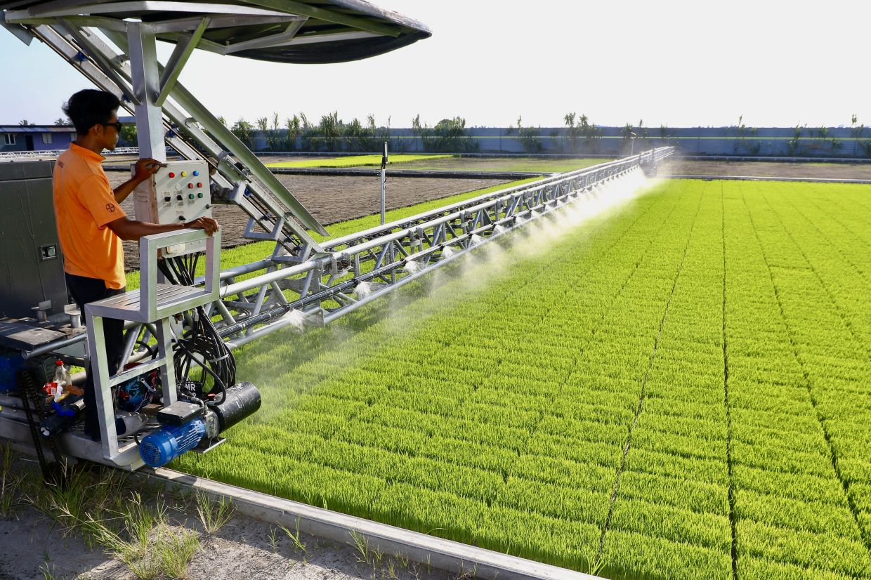 Paddy field | The Star