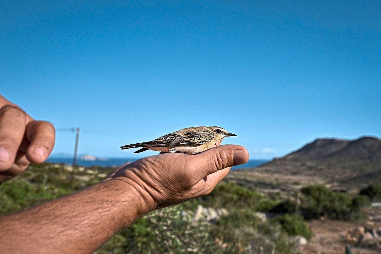 Where birds tell a climate story | The Star