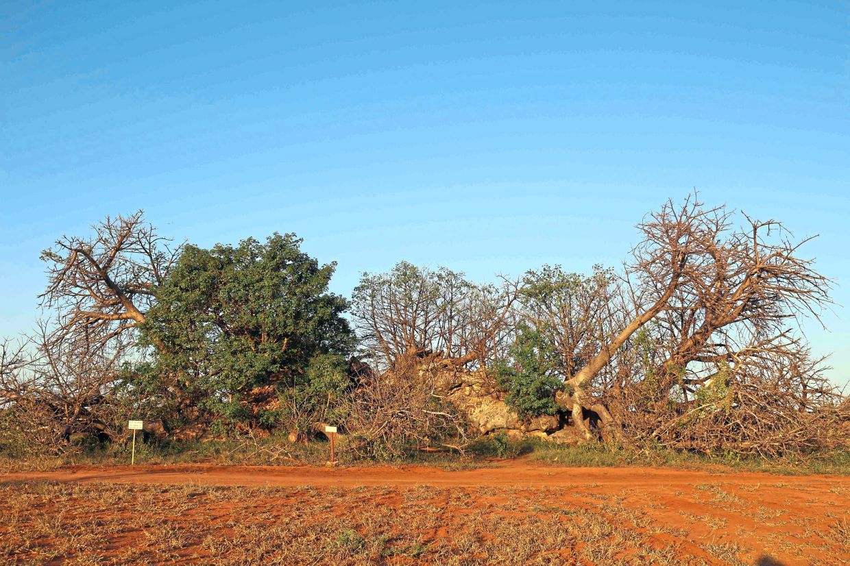 Africa’s timeless trees are thriving | The Star