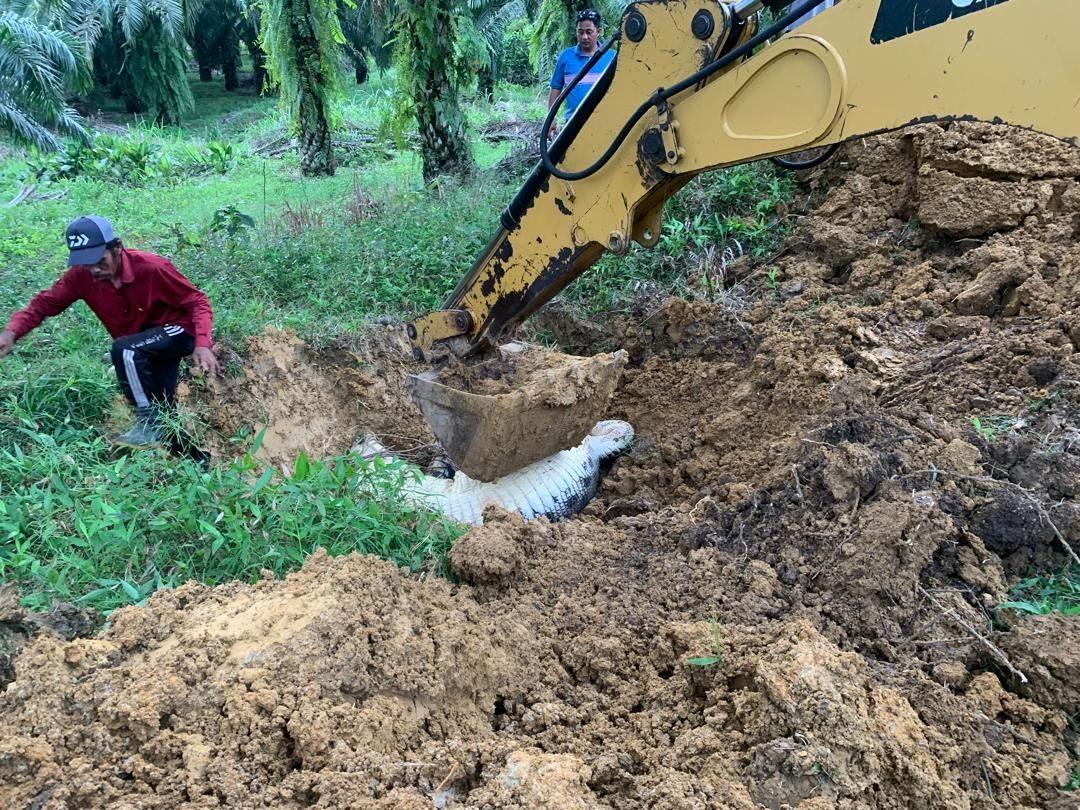 Sabah rangers kill 'giant' croc after it devoured a cow | The Star