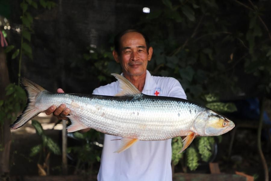Rare fish rediscovered in Cambodia after disappearance for nearly two ...