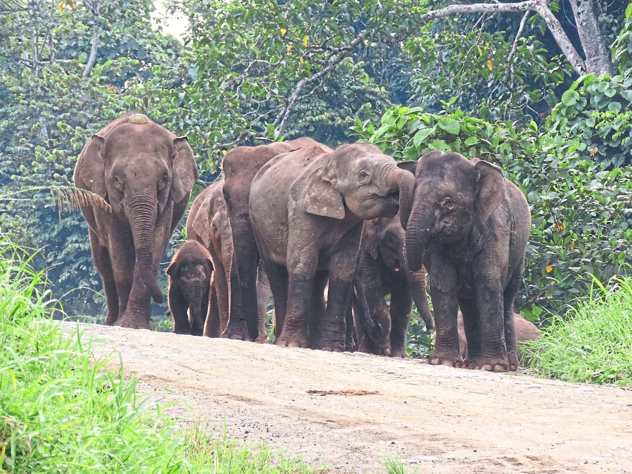 Wild elephants damage cars and leave 14 people shaken | The Star