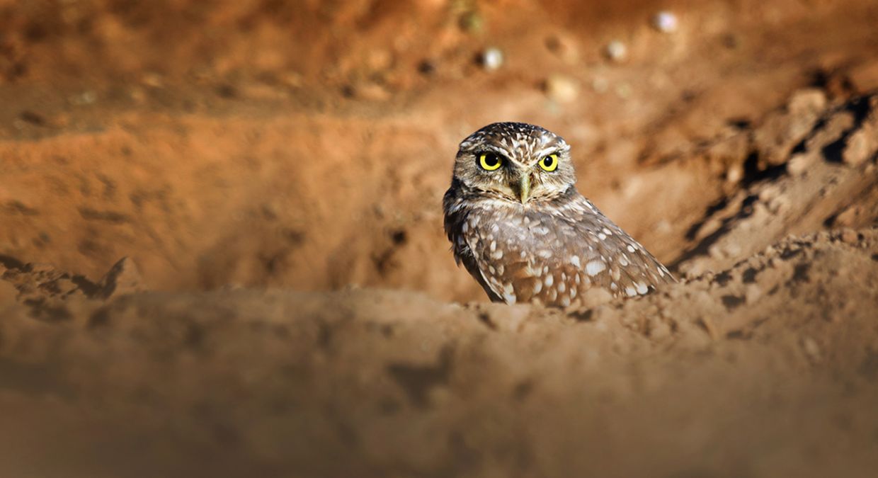 Protecting 'goofy' owls in the US | The Star