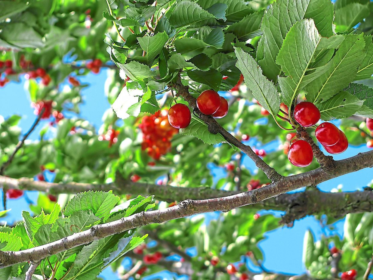 Ask the Plant Doctor! How to grow cherries in Malaysia | The Star