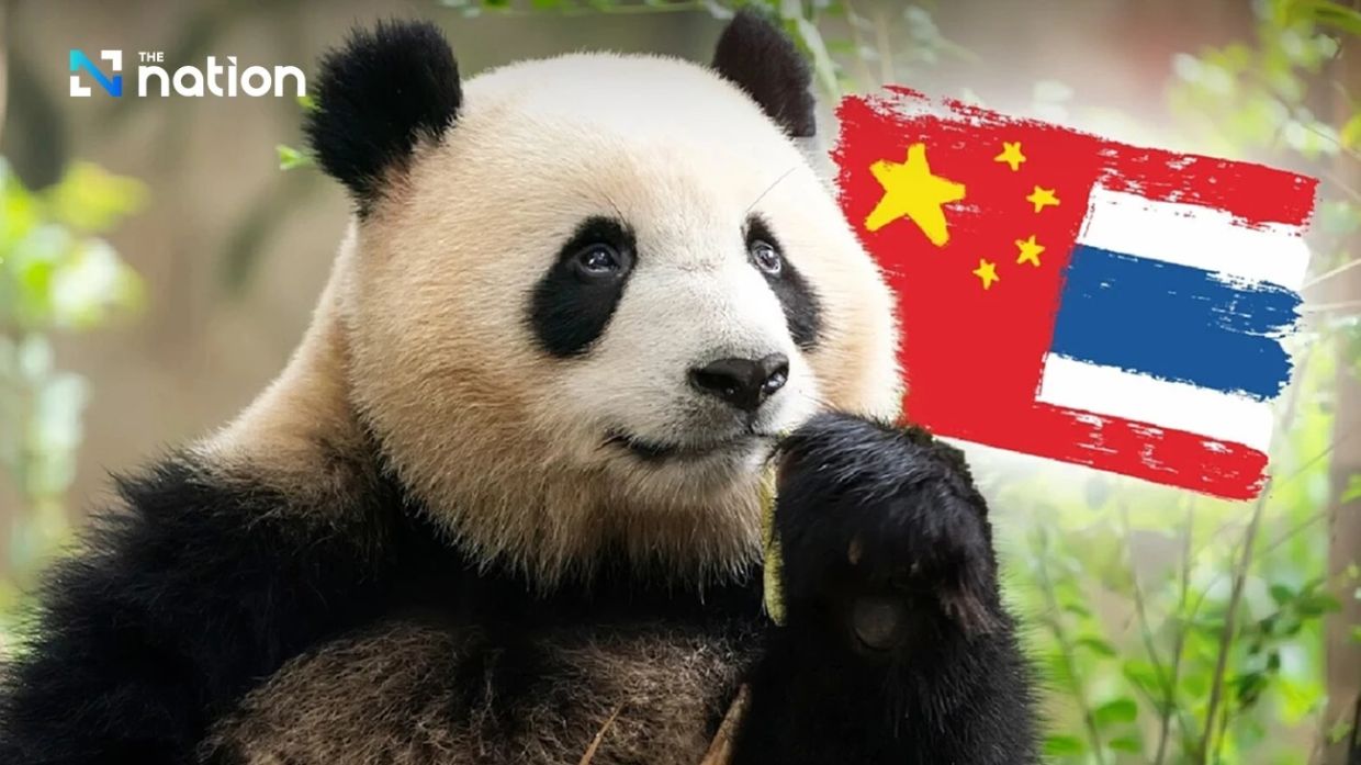 Panda diplomacy: China to send new pair to Thailand to mark 50 years of ...