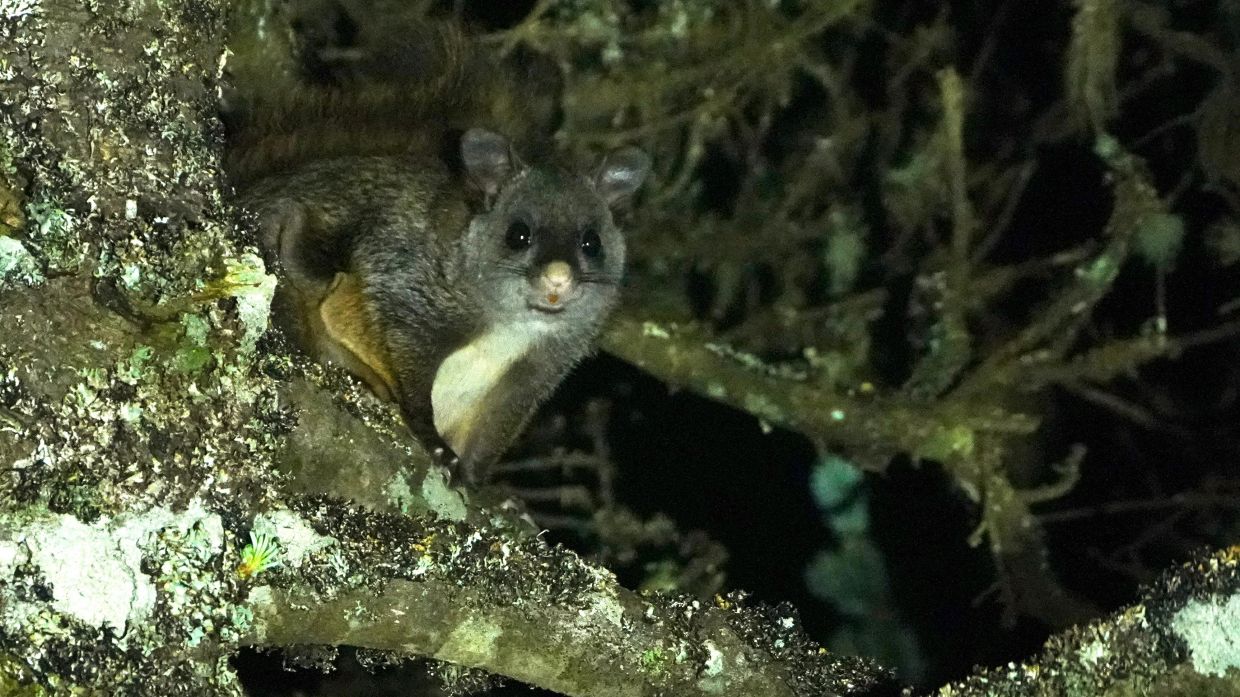 Rare flying squirrel species usually seen in Myanmar, now found in ...