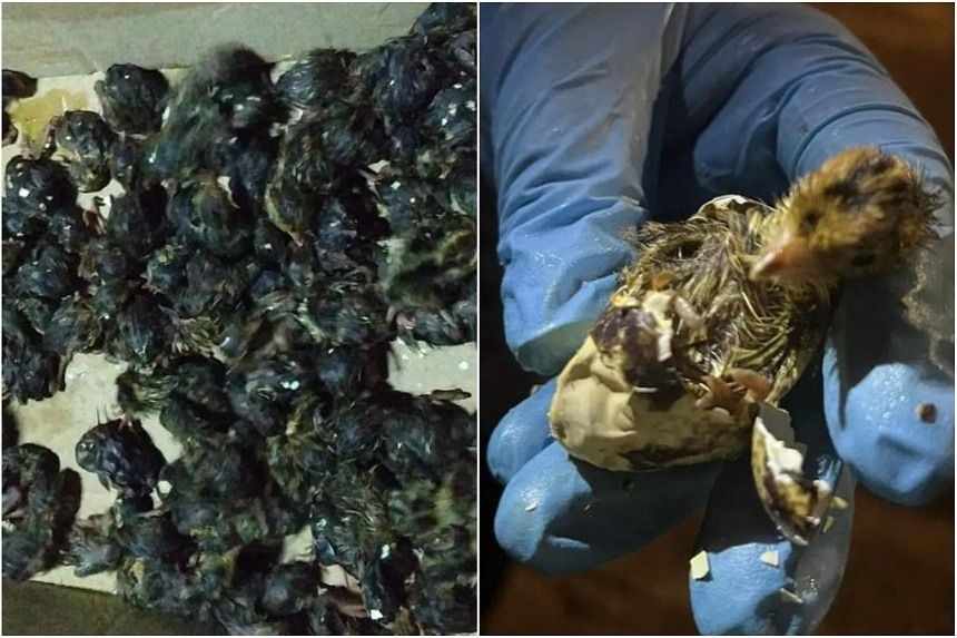 An absolute tragedy: Over 100 quail chicks found in trash bag in ...