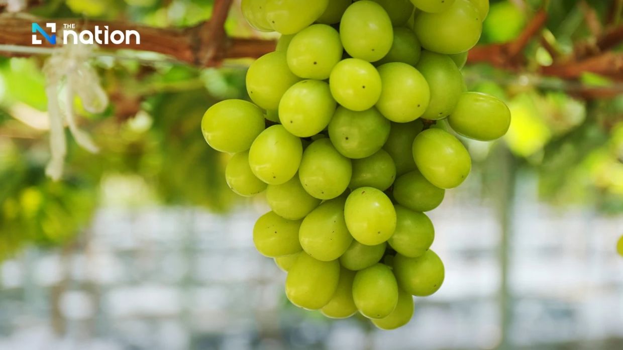 Thai FDA ramps up inspection of imported grapes over toxin concerns ...