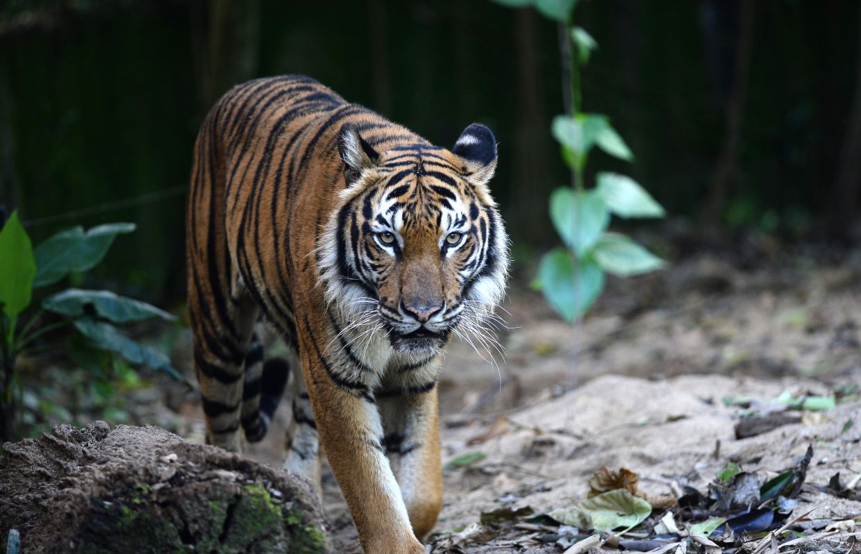 Tiger found dead on highway with body parts missing | The Star