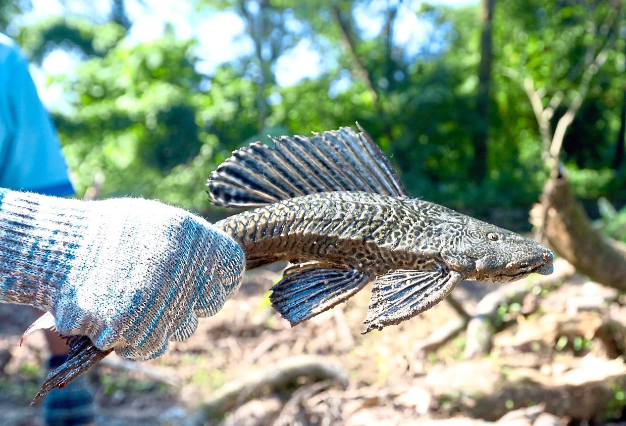 Don’t get hooked on eating this fish | The Star