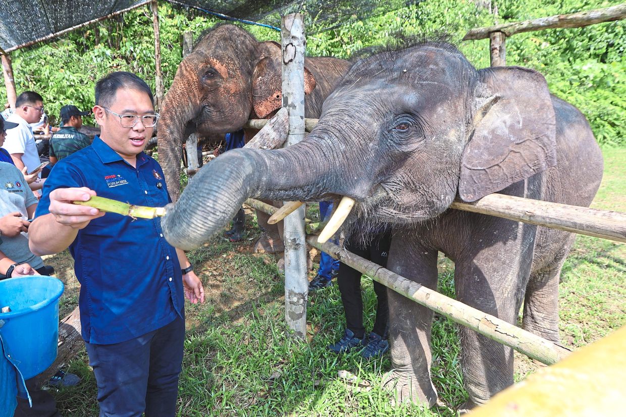 Food banks for hungry elephants | The Star