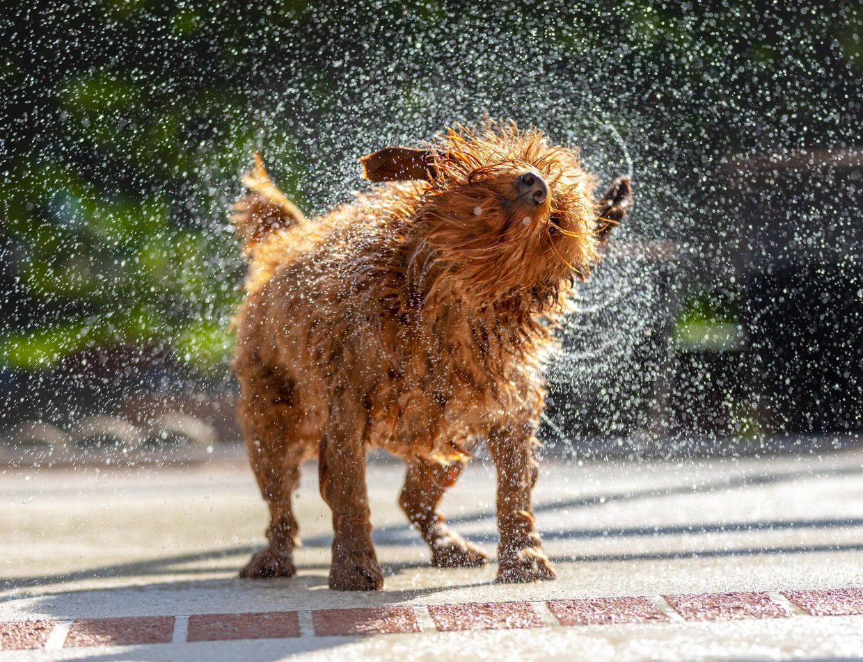Why do animals like dogs shake themselves when wet? | The Star