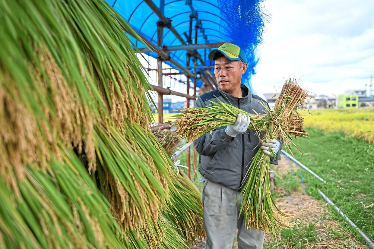 Japan’s ‘king of rice’ faces the heat | The Star