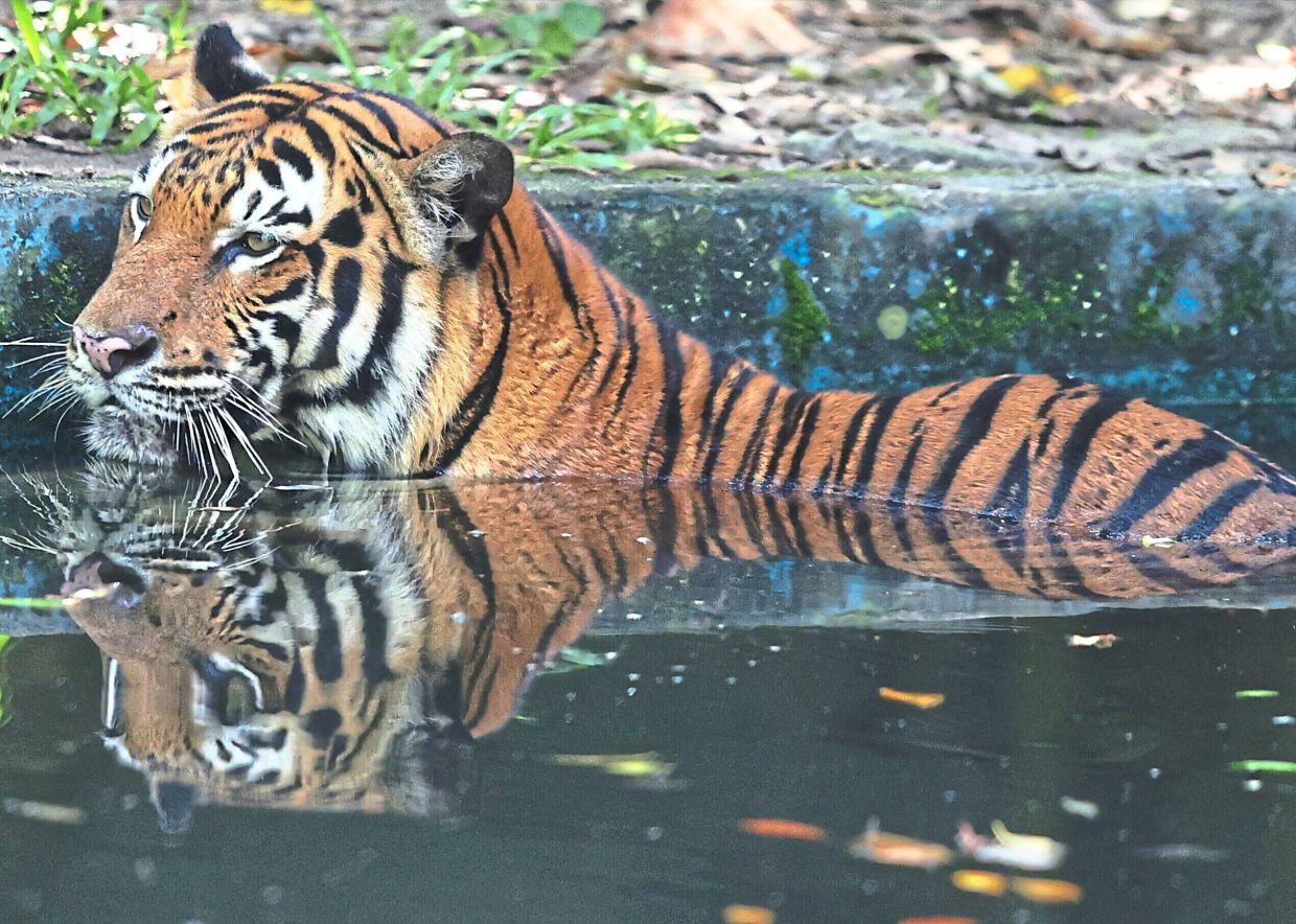 Saving the Malayan tiger | The Star