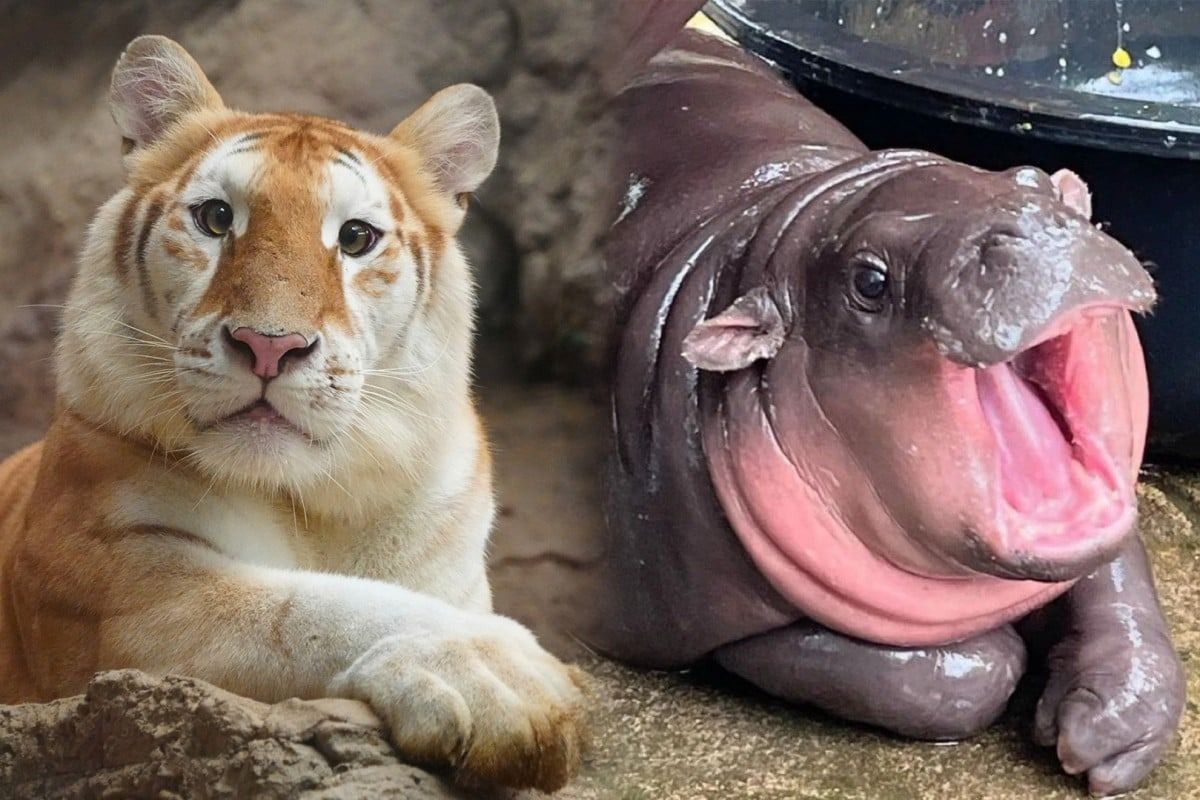 ‘Goofy’ golden tiger at Thai zoo captures hearts, emerging as next star ...
