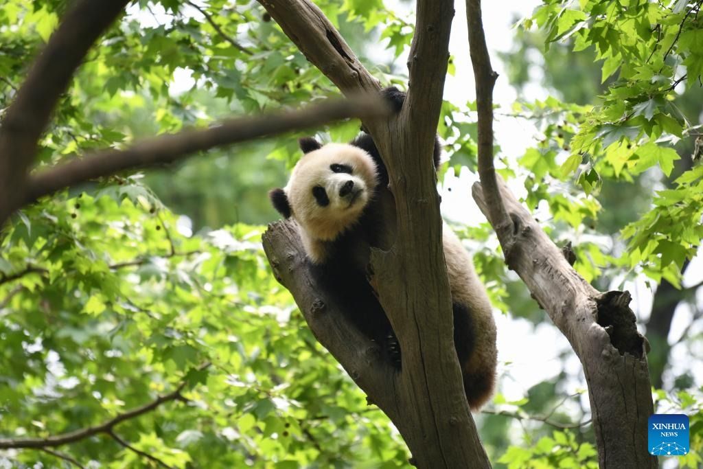 World's captive panda population hits 757 | The Star