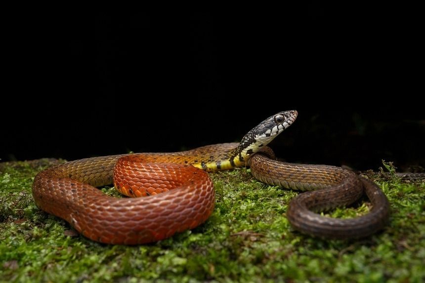 ‘Like I had seen a ghost’: Rare snake rediscovered in Singapore after ...