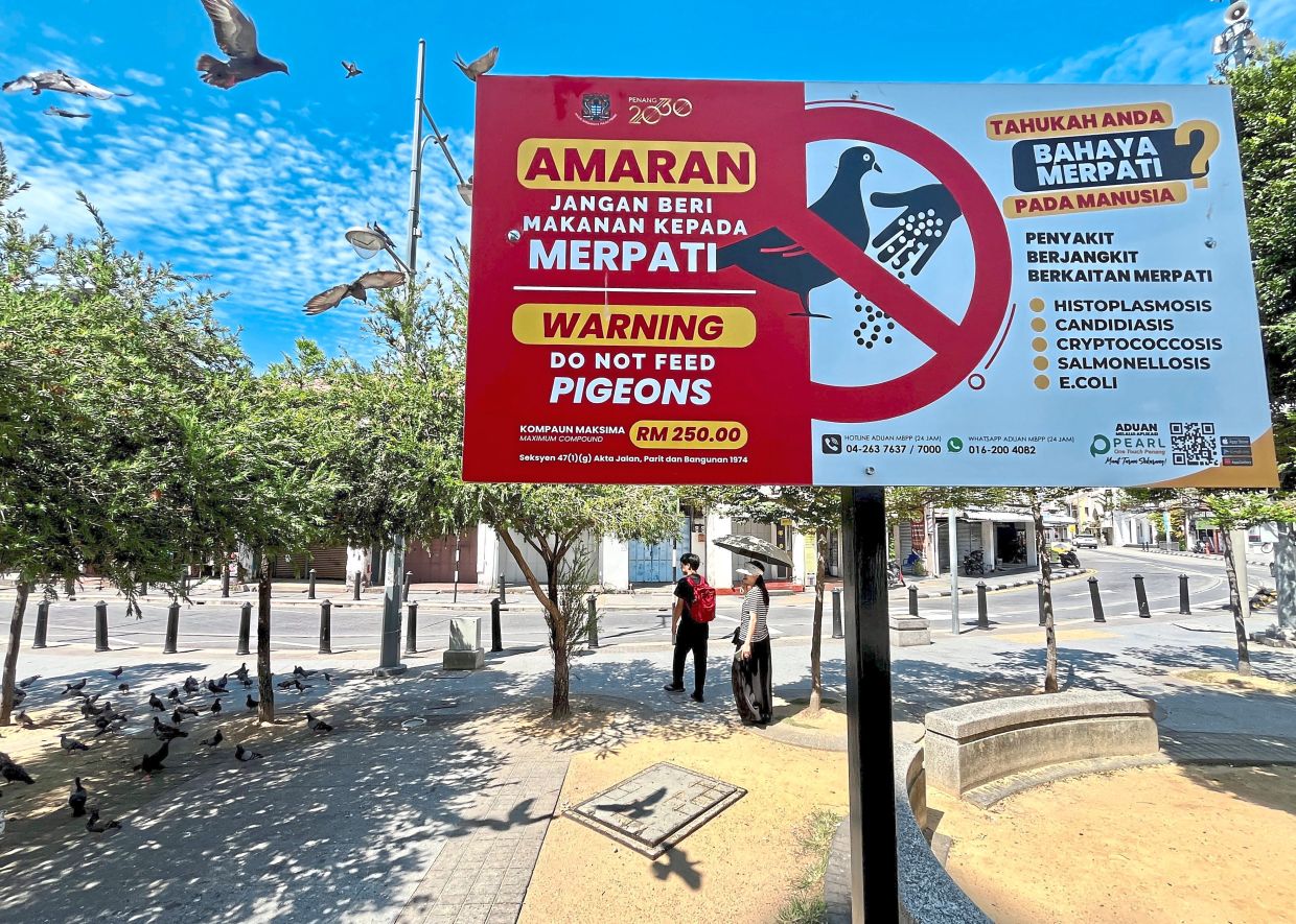 No let-up in war against pigeons | The Star